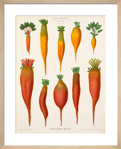 Ernst Benary Art Prints | King & McGaw