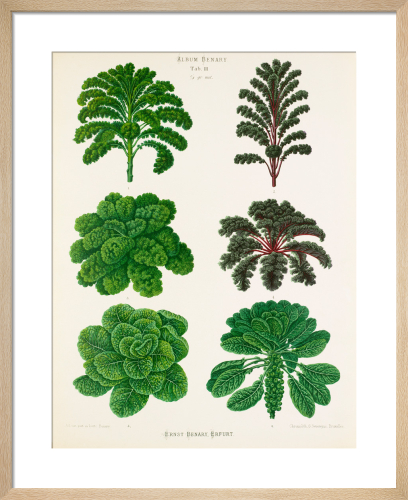 Ernst Benary Art Prints | King & McGaw