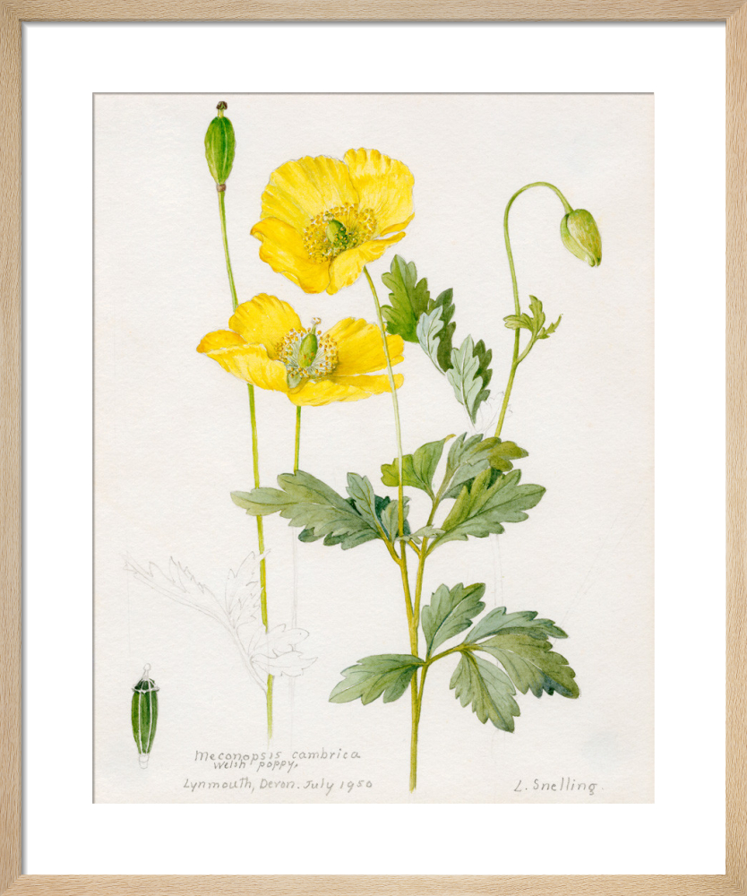 Meconopsis cambrica (Welsh Poppy) Art Print by Lillian Snelling | King ...
