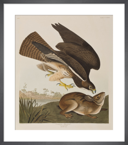 John James Audubon Prints, John James Audubon Posters & Framed Pictures ...